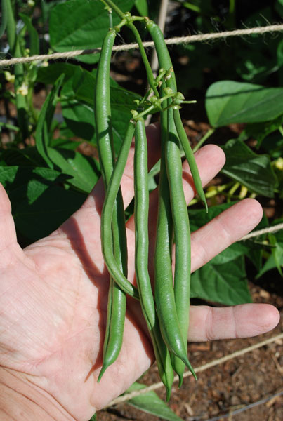 Types Of Bush Green Beans
